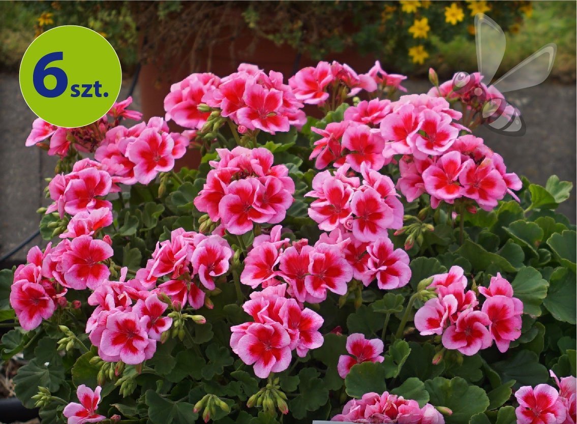 pelargonia wisząca calliope