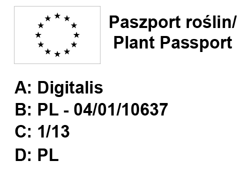 naparstnica Illumination Apricot