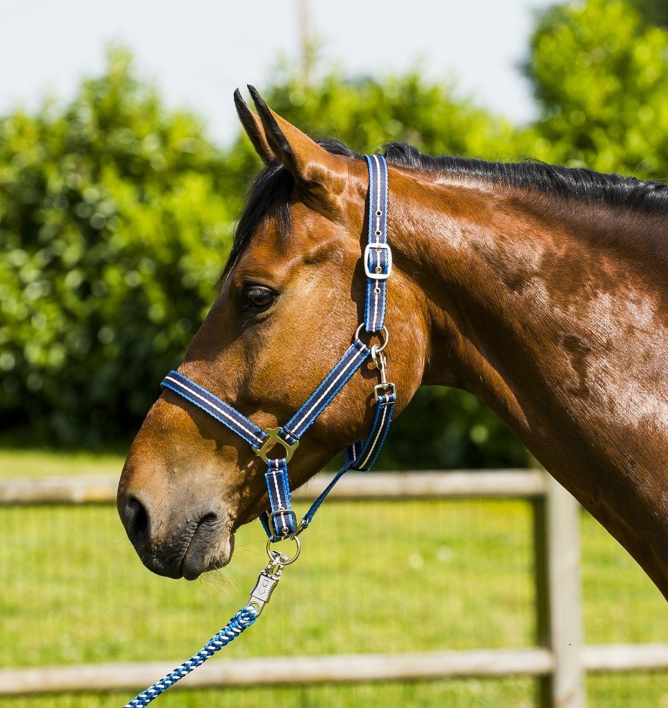 Kantar SOFT - NORTON