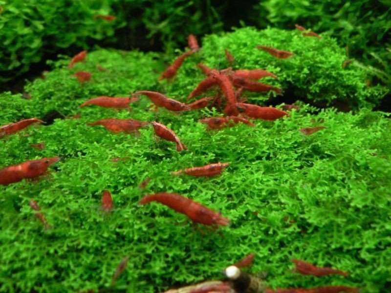 Mini Pelia Riccardia Chamedryfolia Porcja 3x3cm - Mchy i Wątrobowce ...