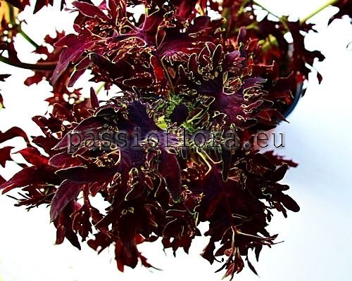 Coleus Seeds - Passioflora.eu - PF-Praline - Ornamental plants