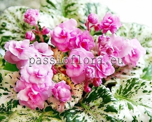 African violet seeds - Rose Bouquet - PassioFlora.eu - Beautiful and ...