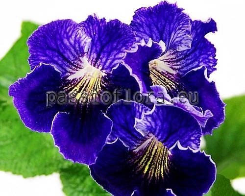 Streptocarpus starter plants and seeds - Dem-Blue Clover - PassioFlora ...