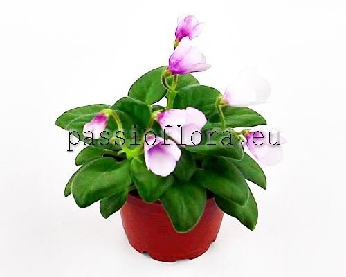 African Violet Mini - Starter Plant - SimSim Tiny Bells - PassioFlora.eu - Beautiful and rare ...
