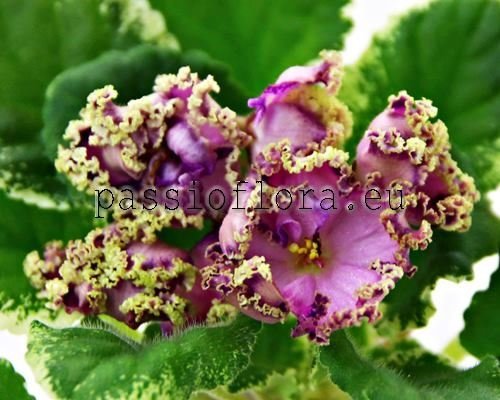 African violet seeds - LE-Alina - PassioFlora.eu - Beautiful and rare ...