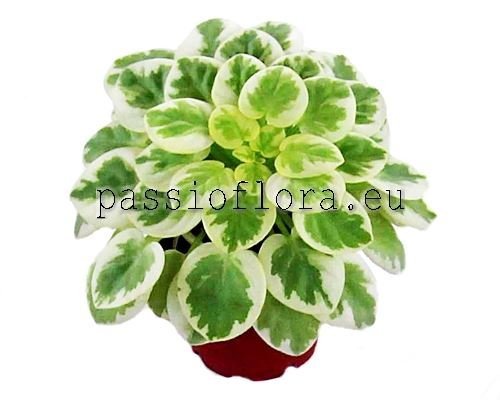 African Violet Chimera Mini - Va-Bank - PassioFlora.eu - Beautiful and ...
