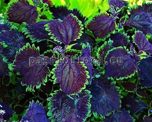 Coleus Seeds - Passioflora.eu - PF-Julia - Ornamental plants