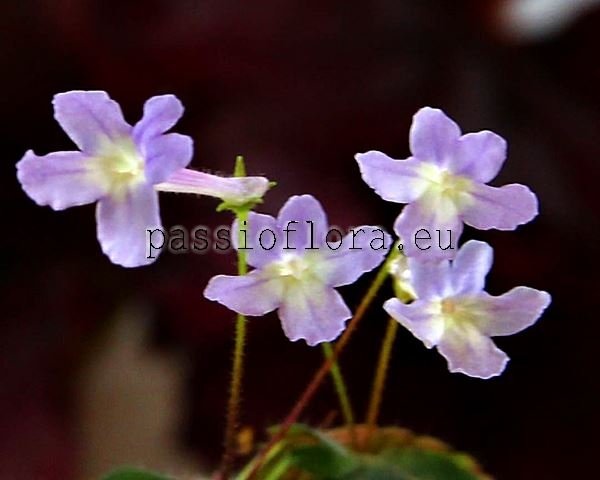 Micro Mini Sinningia pusilla - Sinningia tubers for sale - PassioFlora ...