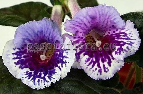 Mini Sinningia seeds - SimSim Wild Orchid - PassioFlora.eu - Beautiful ...