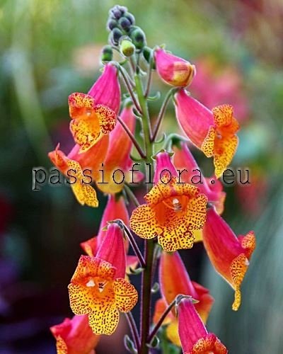 Smithiantha Seeds - RF'S Bora Bora - Passioflora.eu - Beautiful ...