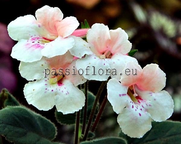 Mini Sinningia seeds - SRG's Akooka - PassioFlora.eu - Beautiful and ...