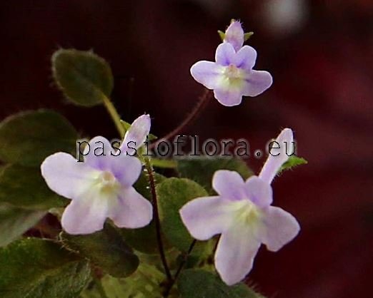 Micro Mini Sinningia pusilla Serra da Vista - PassioFlora.eu ...