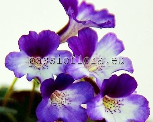 Micro Mini Sinningia Little Wood Nymph - PassioFlora.eu - Gesneriads ...