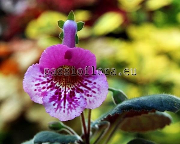 PassioFlora.eu - Mini Sinningia SRG's Bailando - Tubers & seeds for sale