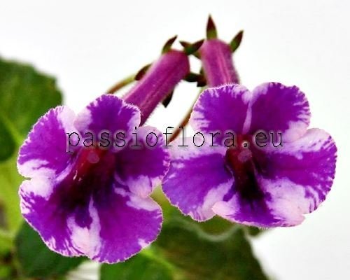 Mini Sinningia seeds - Miriam G. - PassioFlora.eu - Beautiful and rare ...