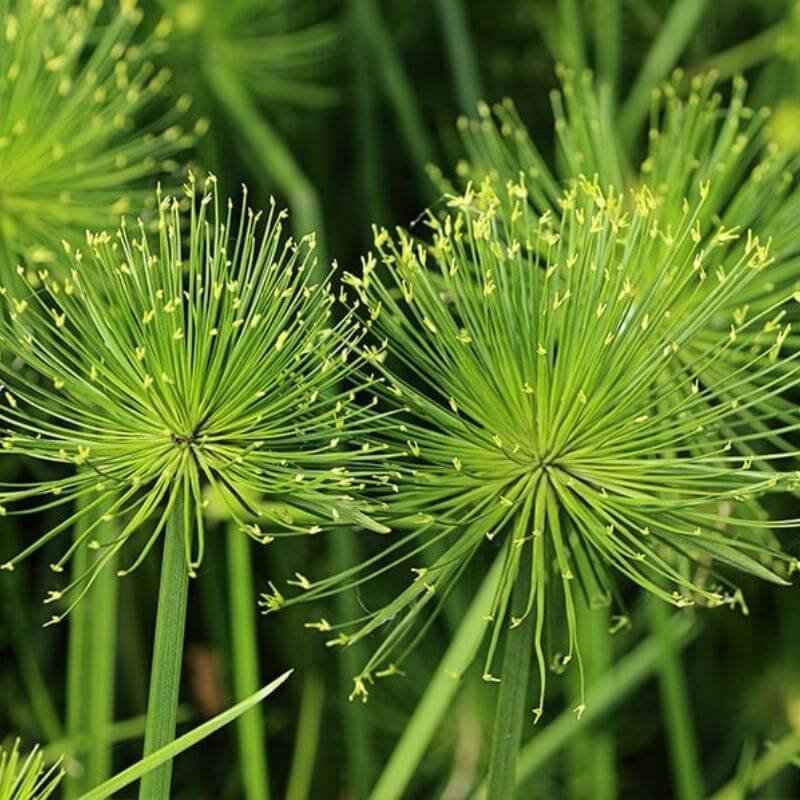 Papirus Cibora modna roślina domowa ️Plumeria.pl
