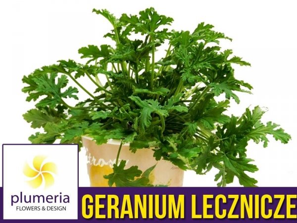 Geranium lecznicze ANGINOWIEC (Pelargonium graveolens) Roślina domowa ...