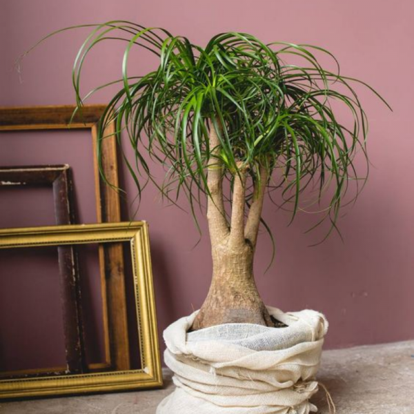 Nolina Stopa Słonia sadzonka niska cena, Plumeria.pl